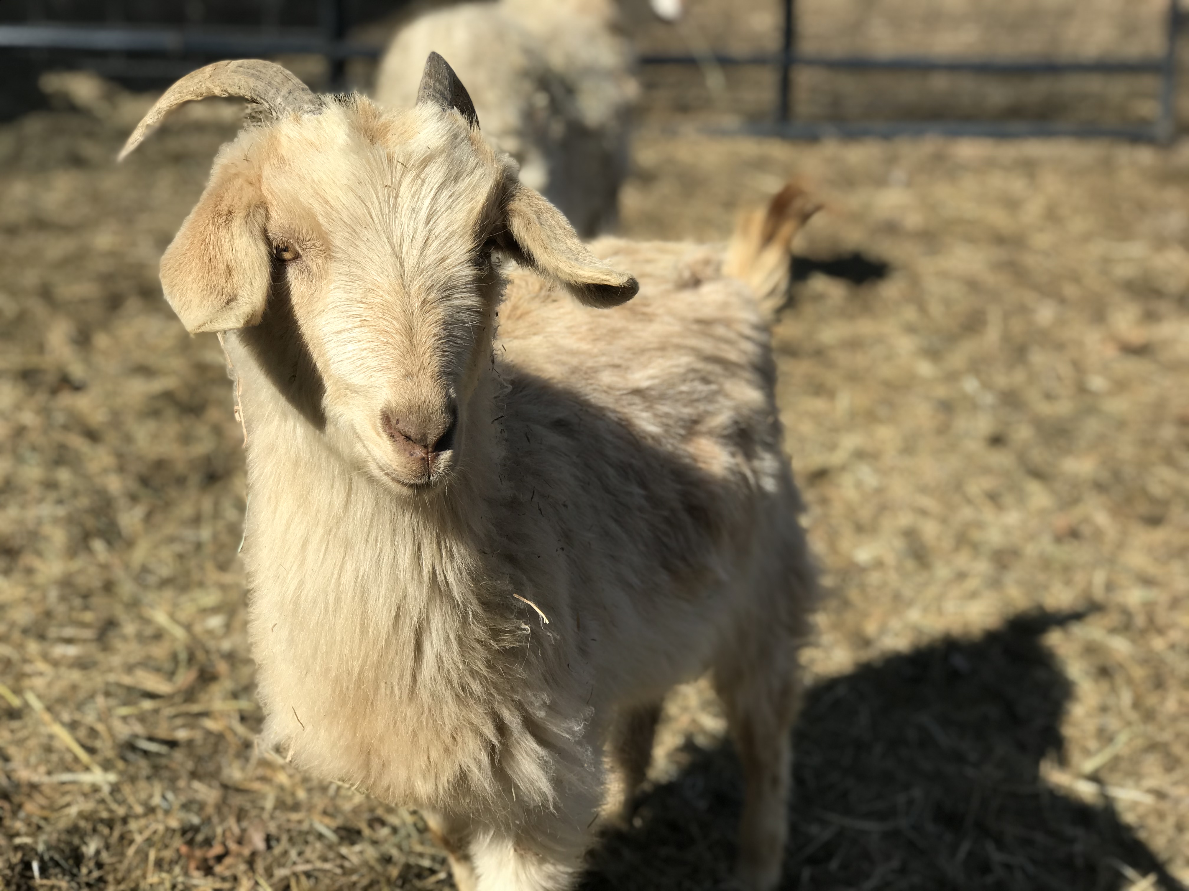 Our Does – Hidden Brook Farm