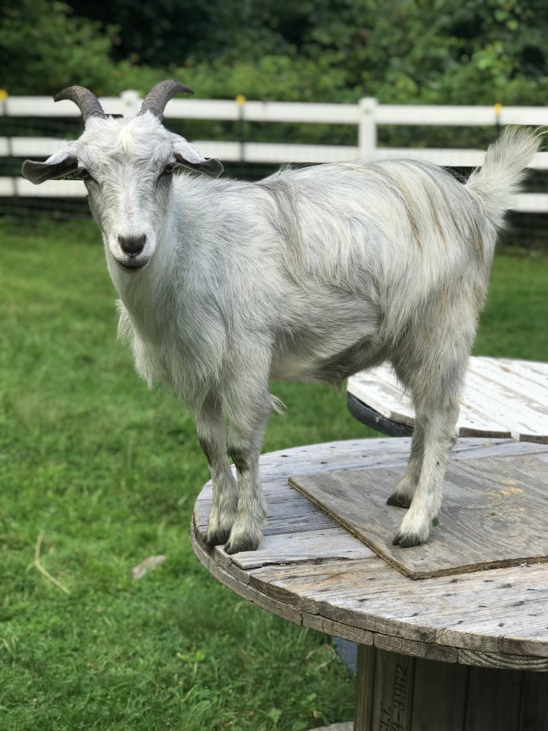 In Memoriam – Hidden Brook Farm